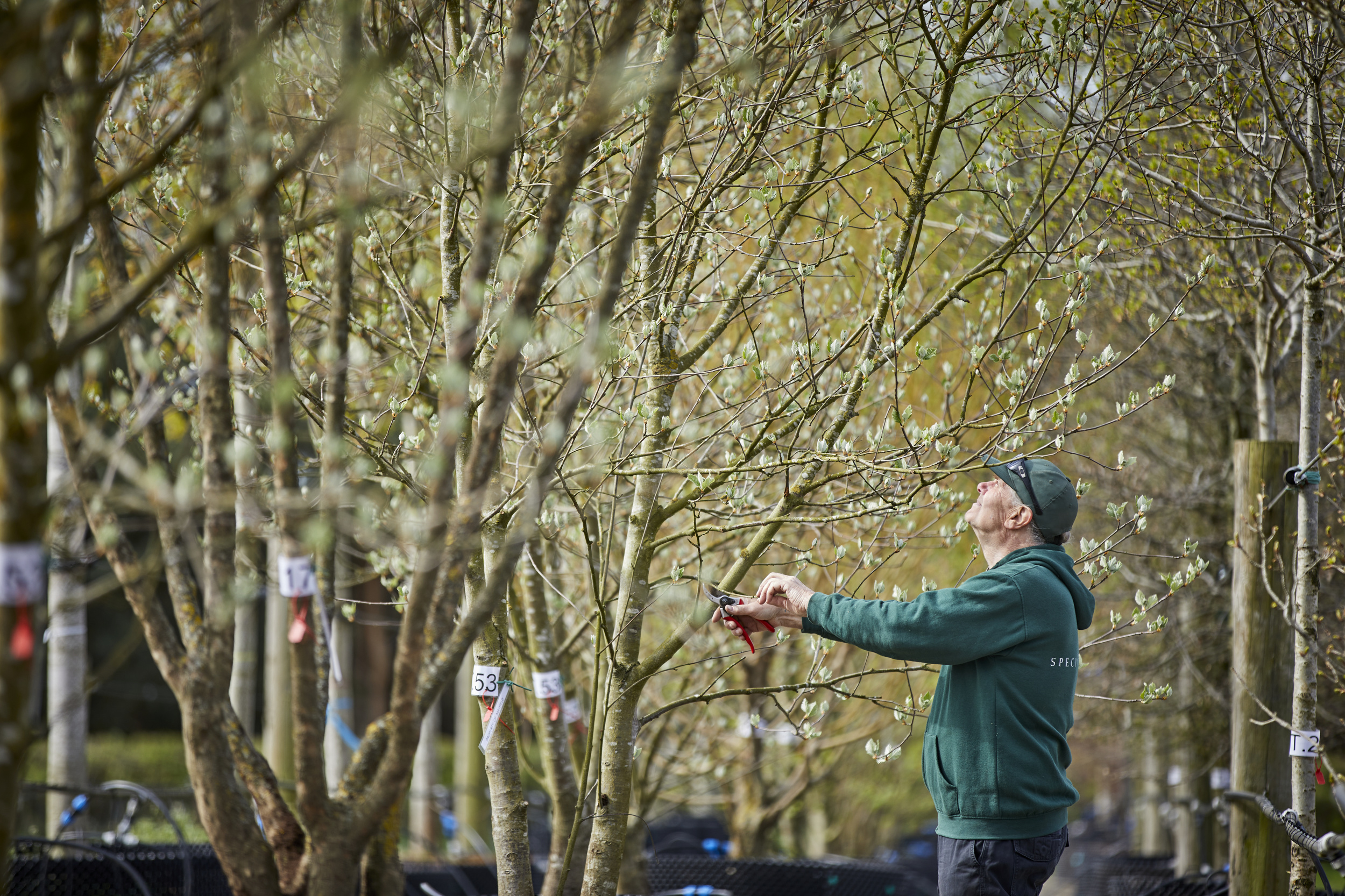 140 mature trees bound for Manchester's new Mayfield Park arrive in the ...